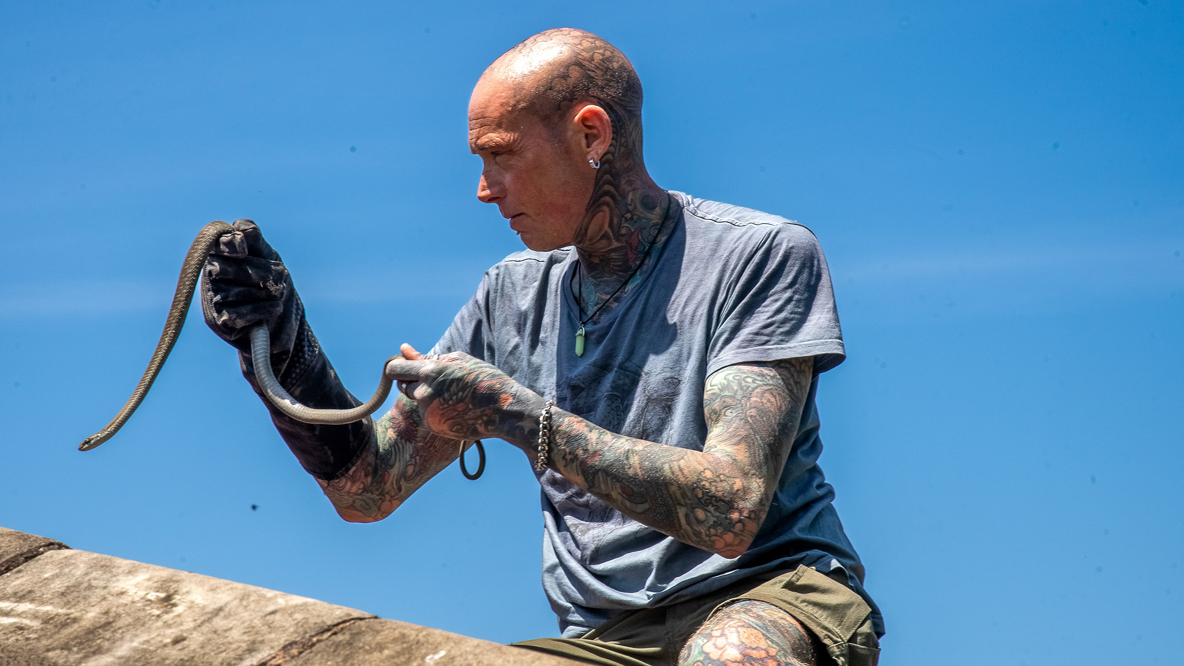 Snakes In The City - National Geographic for everyone in everywhere